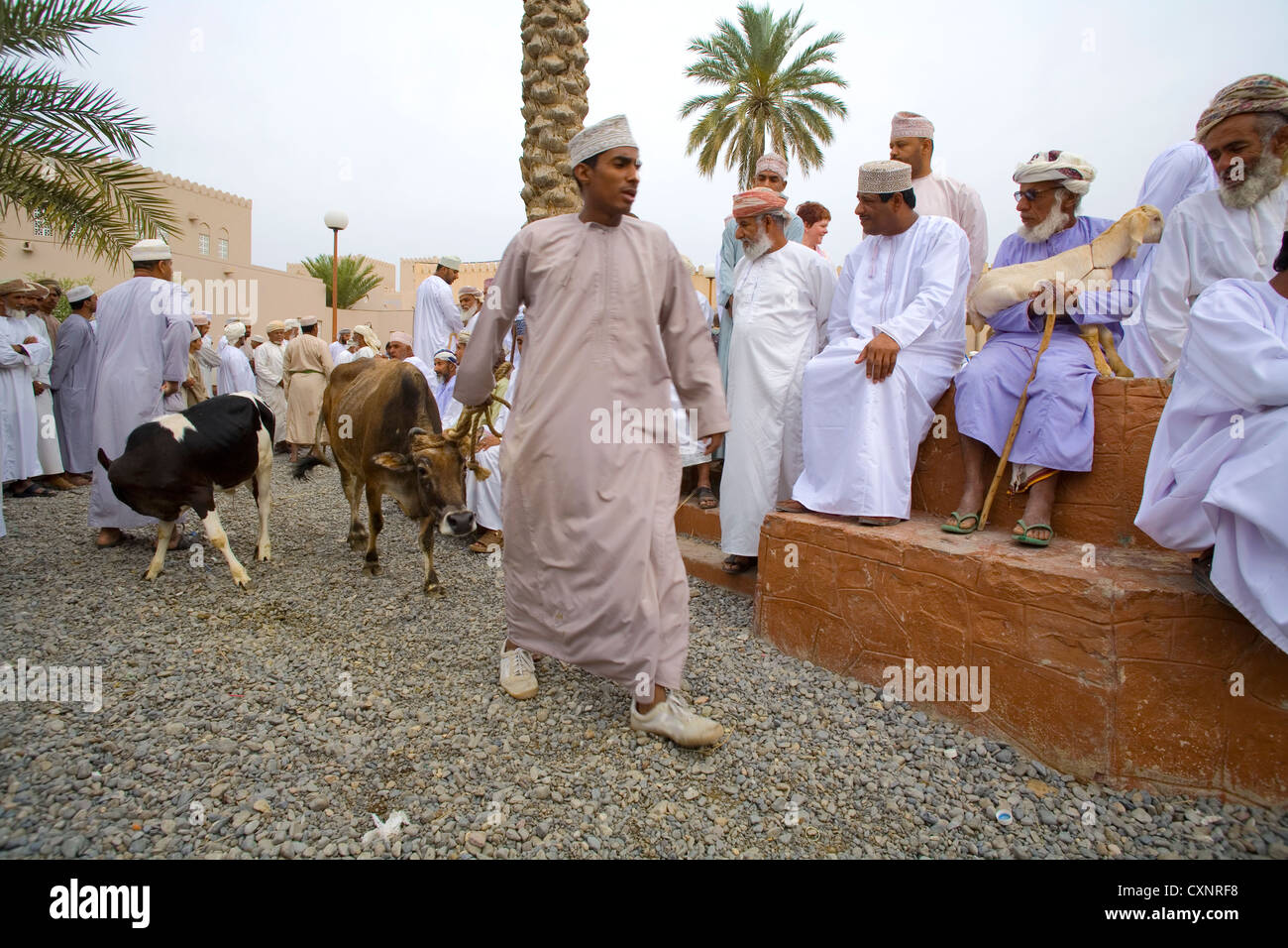 Cattle market in nizwa oman hi-res stock photography and images - Alamy