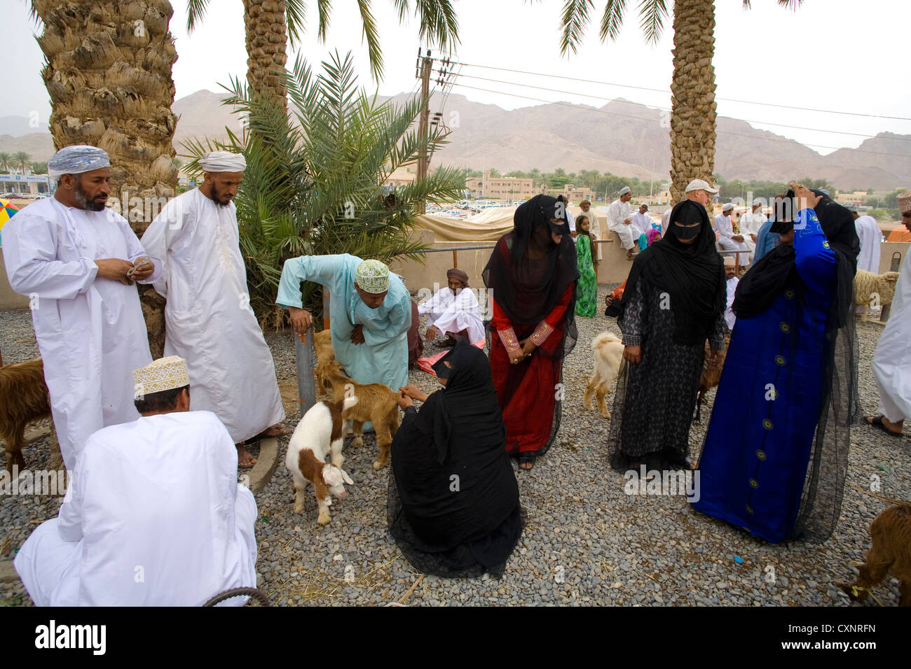 Livestock sheep goat nizwa oman hi-res stock photography and images - Alamy