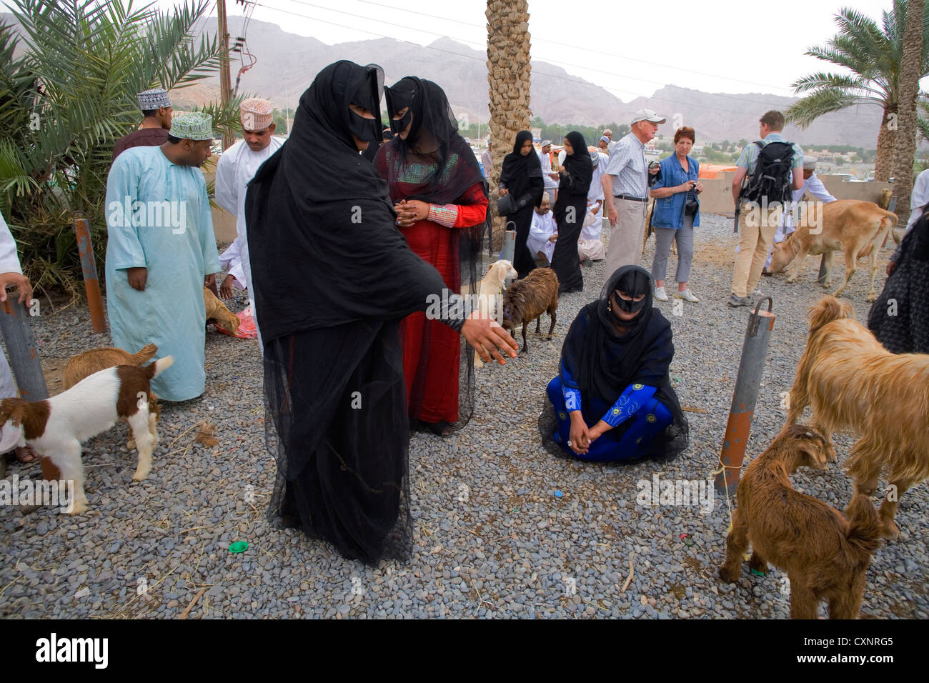 Livestock sheep goat nizwa oman hi-res stock photography and images - Alamy