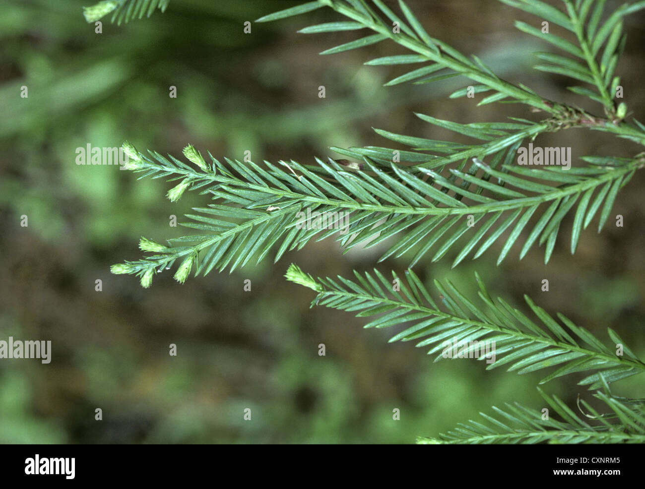 Coastal Redwood Sequoia sempervirens (Taxodiaceae Stock Photo - Alamy