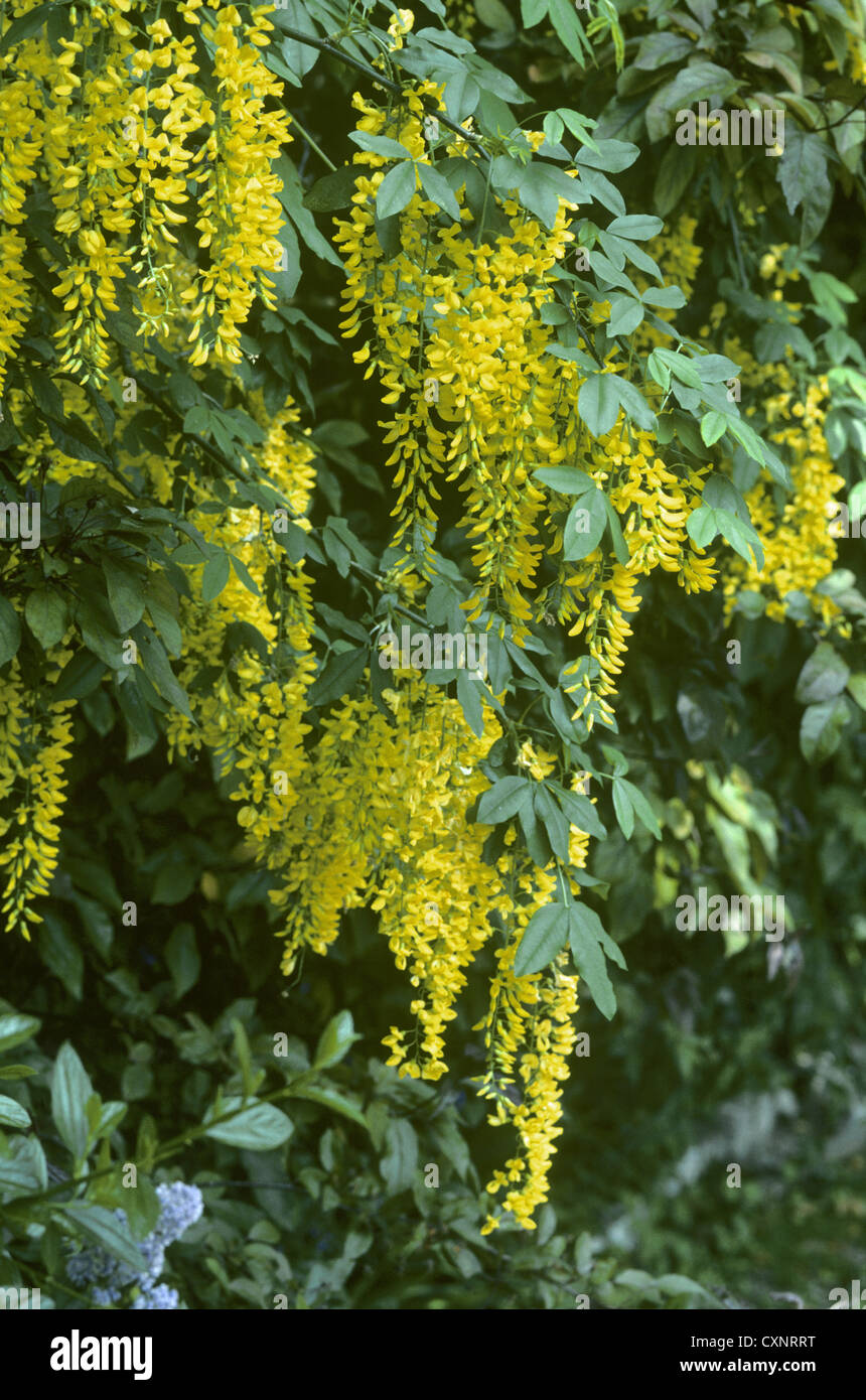 Laburnum Laburnum anagyroides (Fabaceae Stock Photo - Alamy