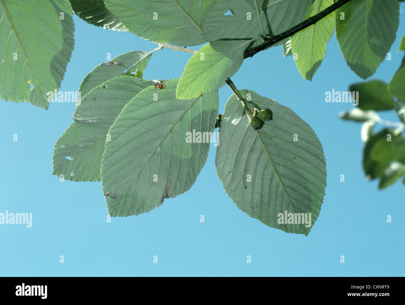 Common Whitebeam Sorbus aria Rosaceae Stock Photo - Alamy