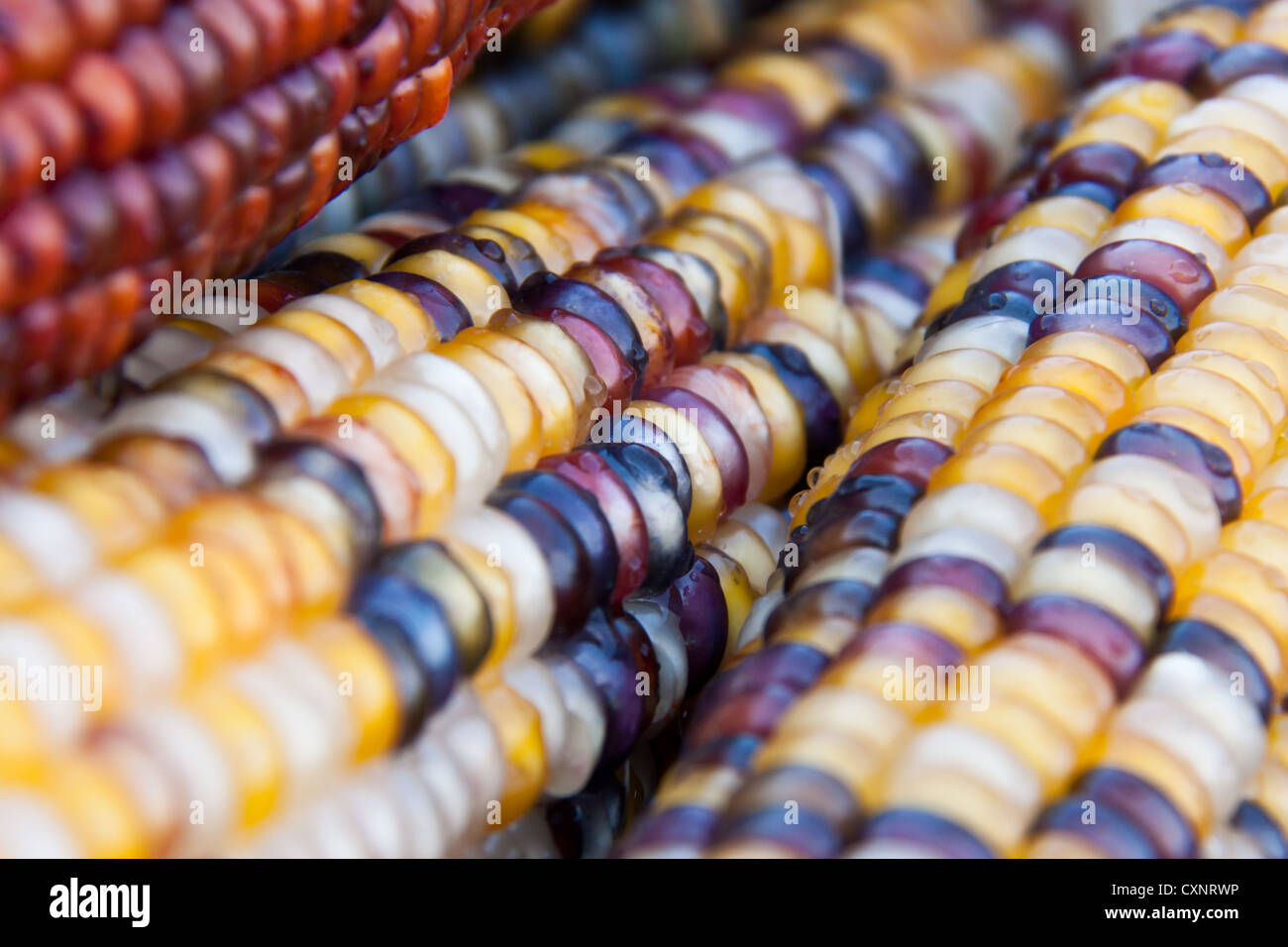 Different colors of corn hi-res stock photography and images - Alamy