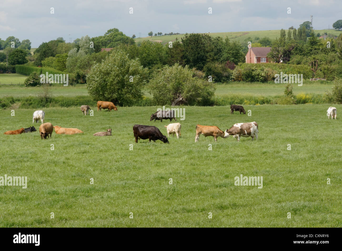 cattle in field farmland countryside Stock Photo - Alamy