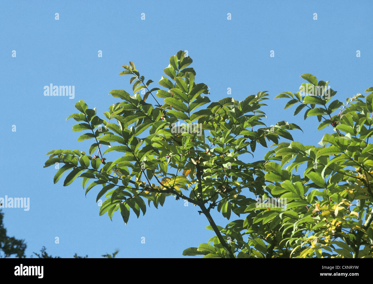 Sargents hi-res stock photography and images - Alamy