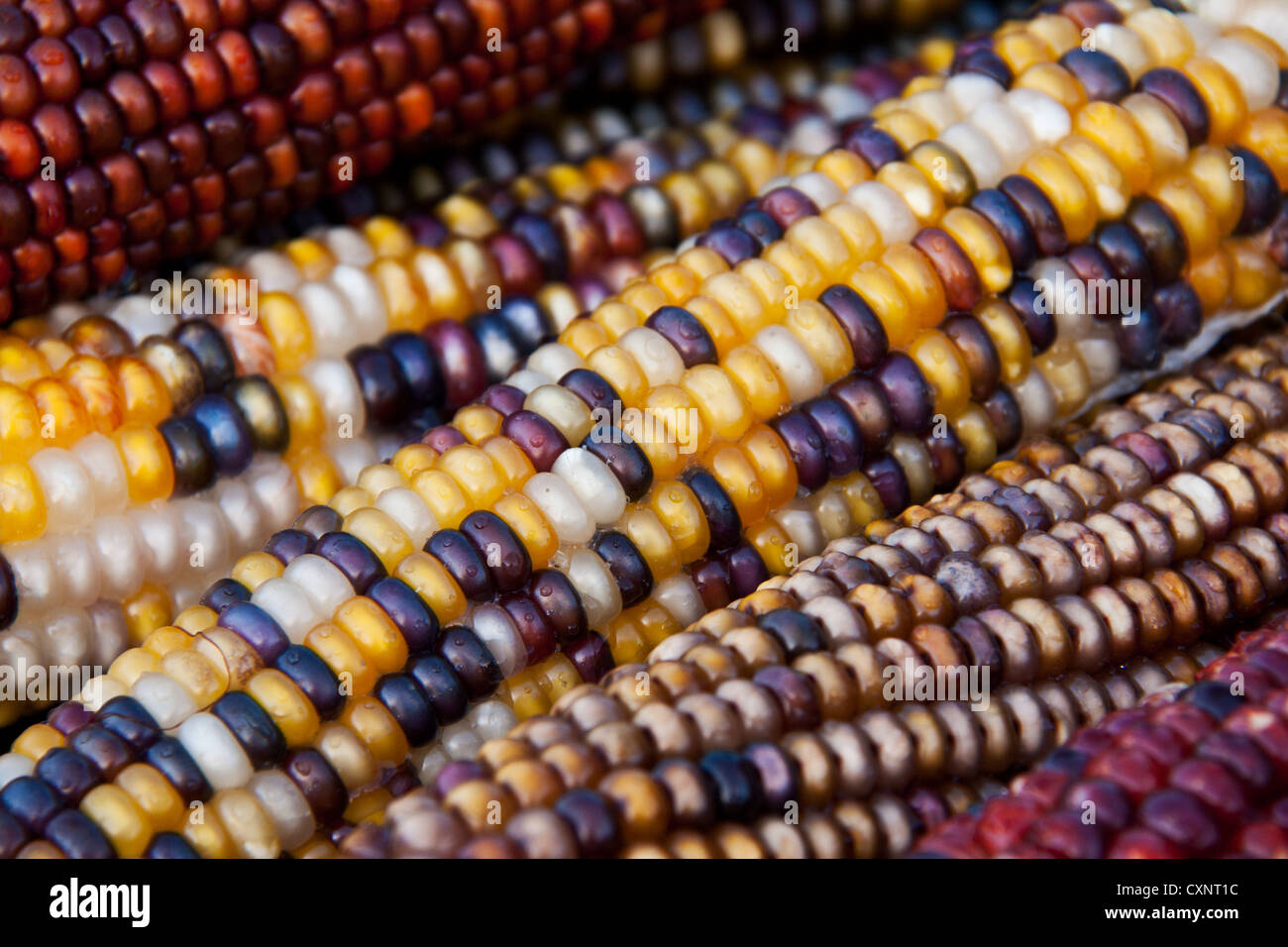 Different colors of corn hi-res stock photography and images - Alamy