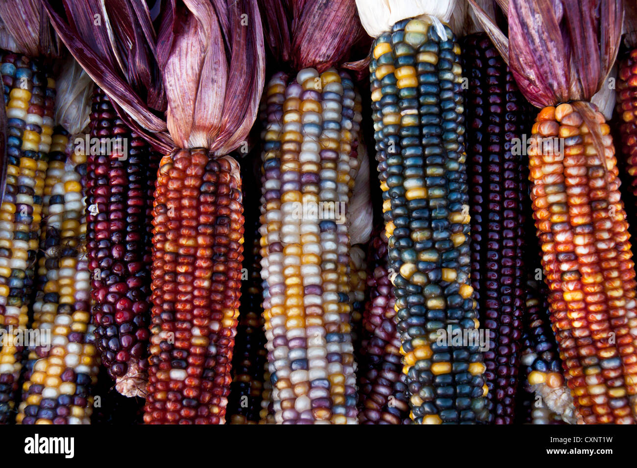 Different colors of corn hi-res stock photography and images - Alamy
