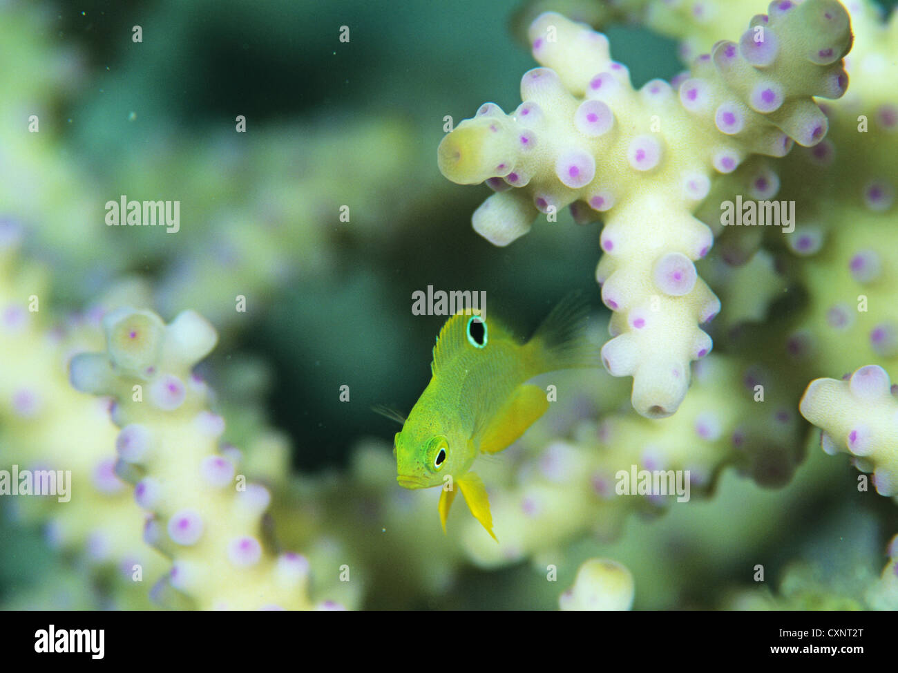 Goby fish hi-res stock photography and images - Alamy