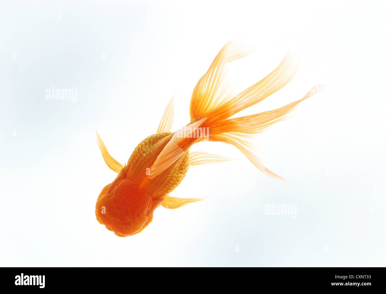 Goldfish swimming on white hi-res stock photography and images - Alamy