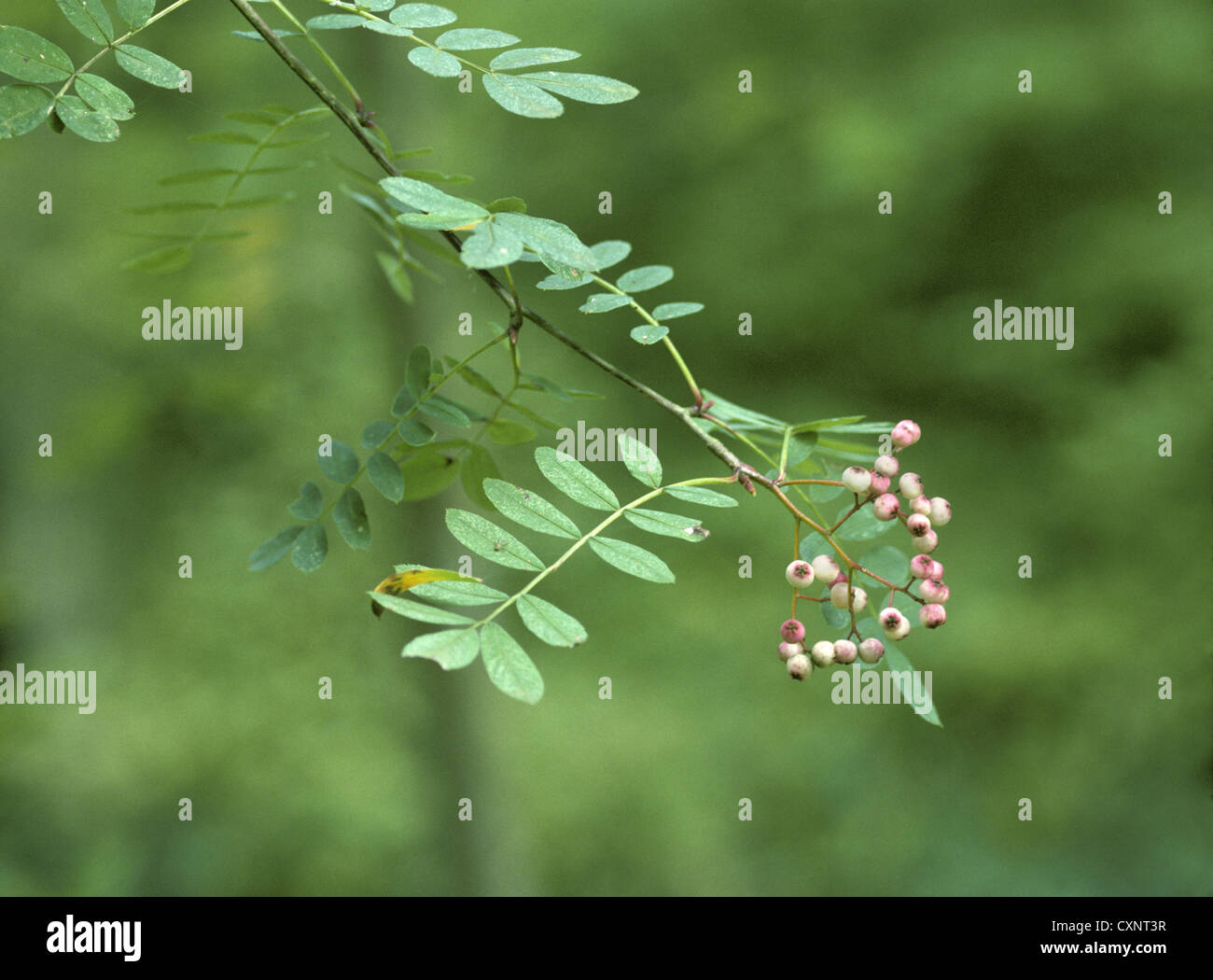 Chinese rowan tree hi-res stock photography and images - Alamy