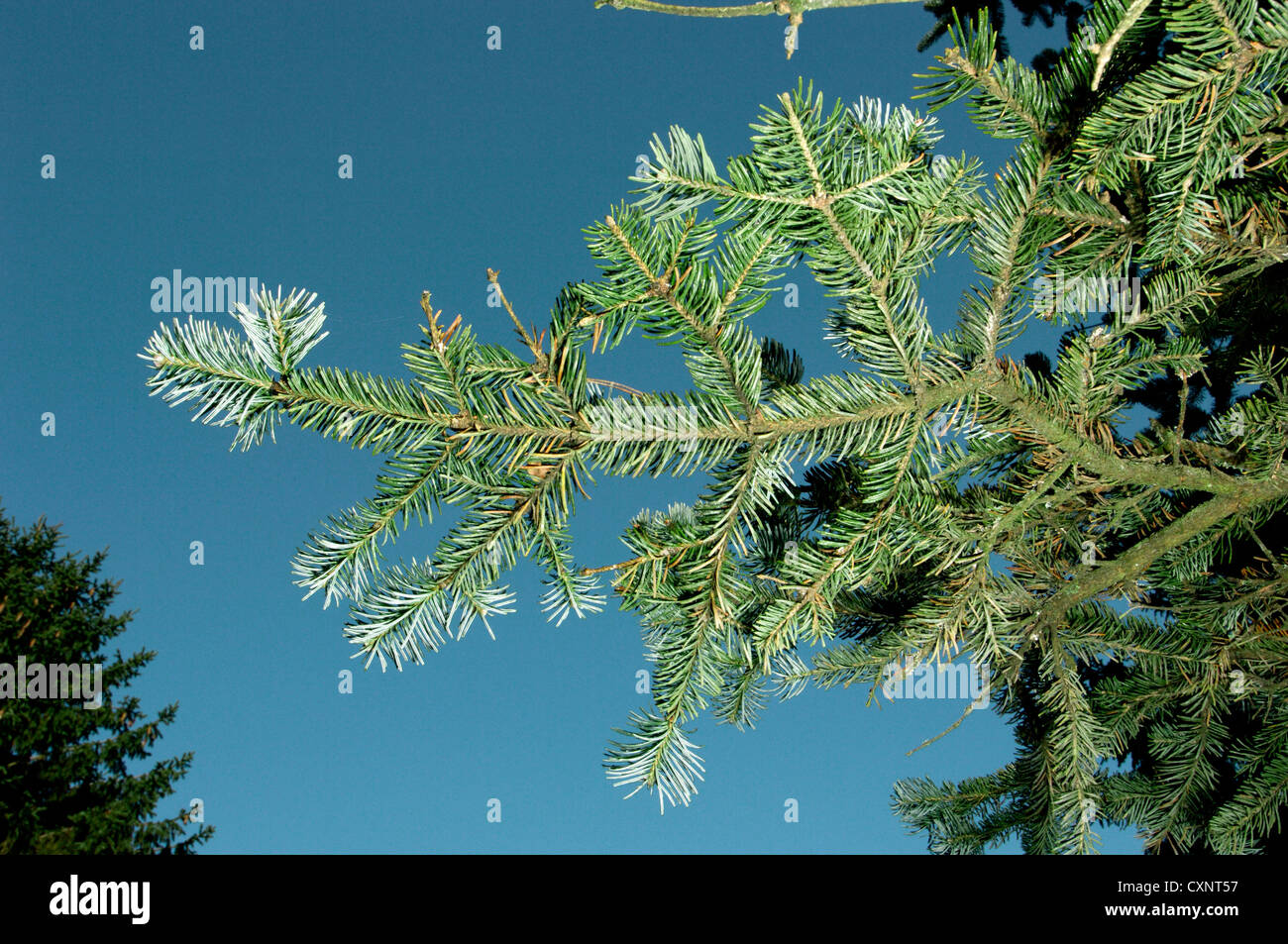 Alpine Fir Abies lasiocarpa (Pinaceae Stock Photo - Alamy