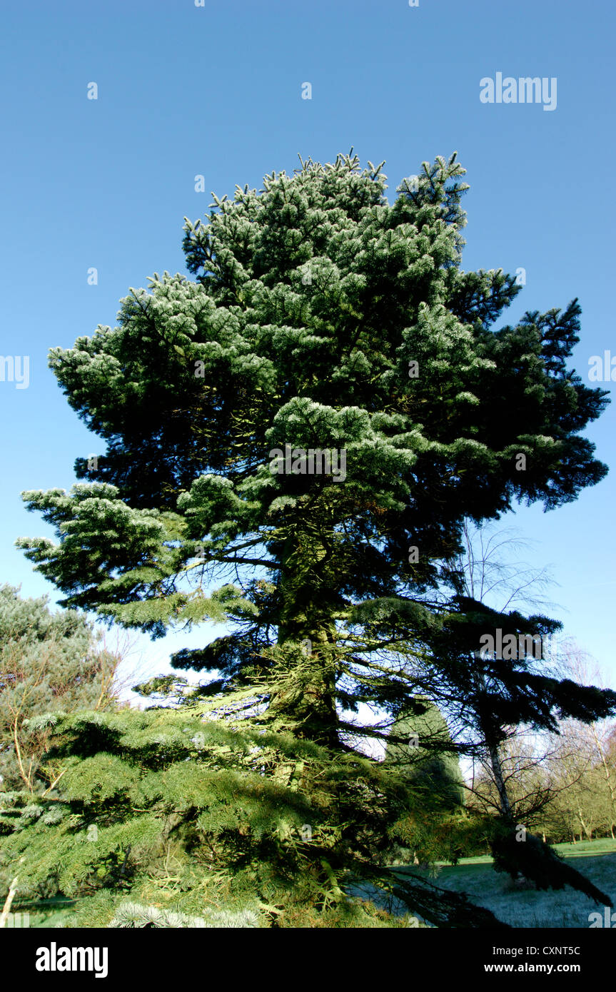 Red Fir Abies magnifica Stock Photo - Alamy