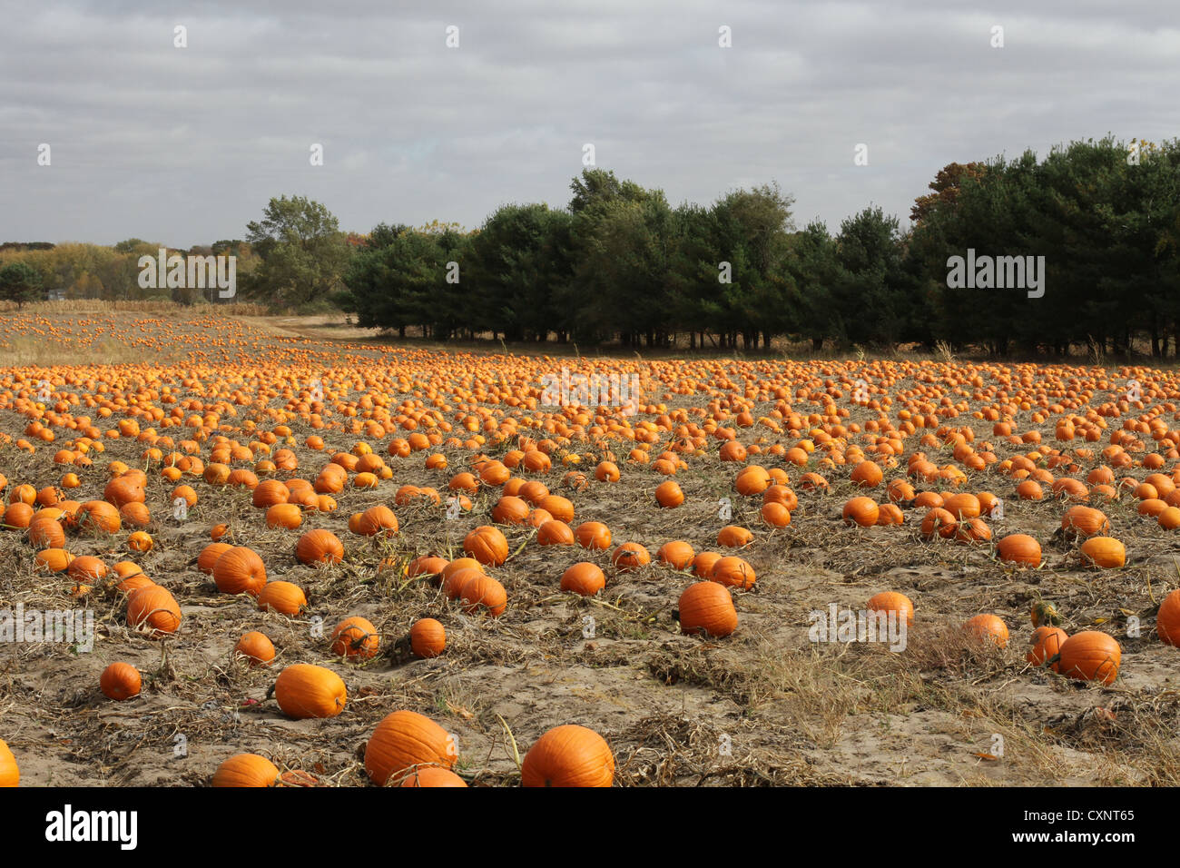 A big pumpkin patch Stock Photo - Alamy