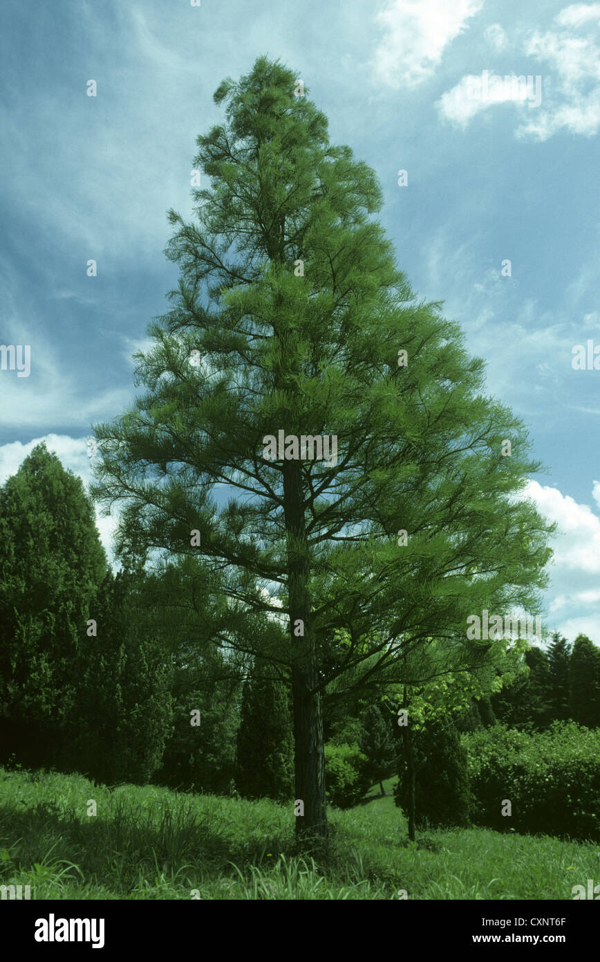 Pond cypress hi-res stock photography and images - Alamy Pond cypress hi-res stock photography and images - Alamy