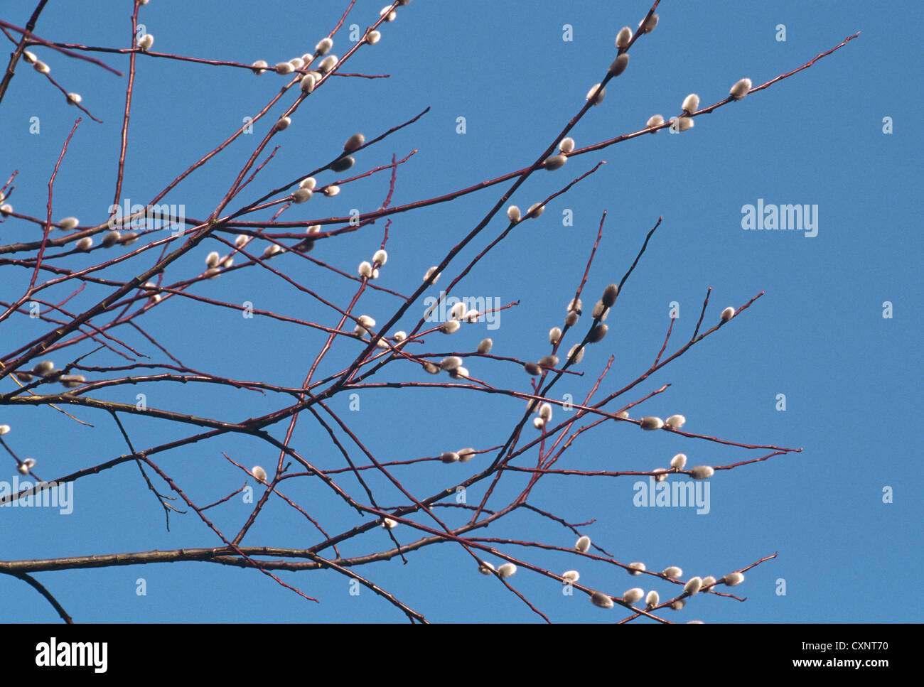European Violet-willow Salix daphnoides (Salicaceae Stock Photo - Alamy