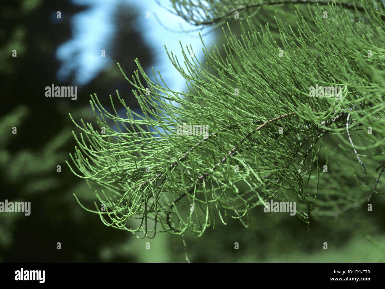 Pond Cypress Taxodium ascendens (Taxodiaceae Stock Photo - Alamy Pond Cypress Taxodium ascendens (Taxodiaceae Stock Photo - Alamy