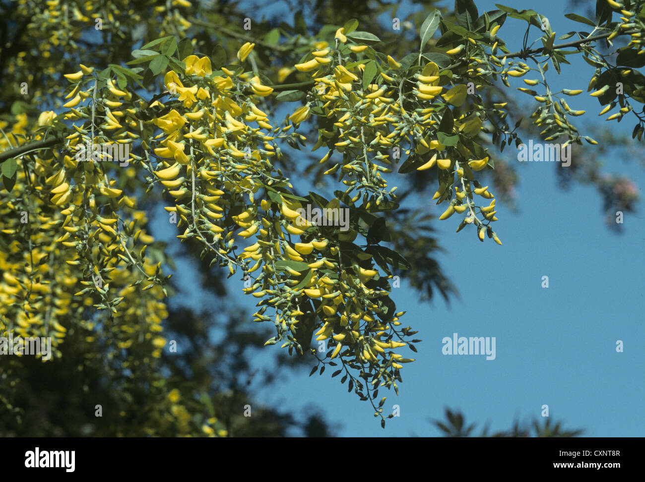 Bright yellow laburnum hi-res stock photography and images - Alamy