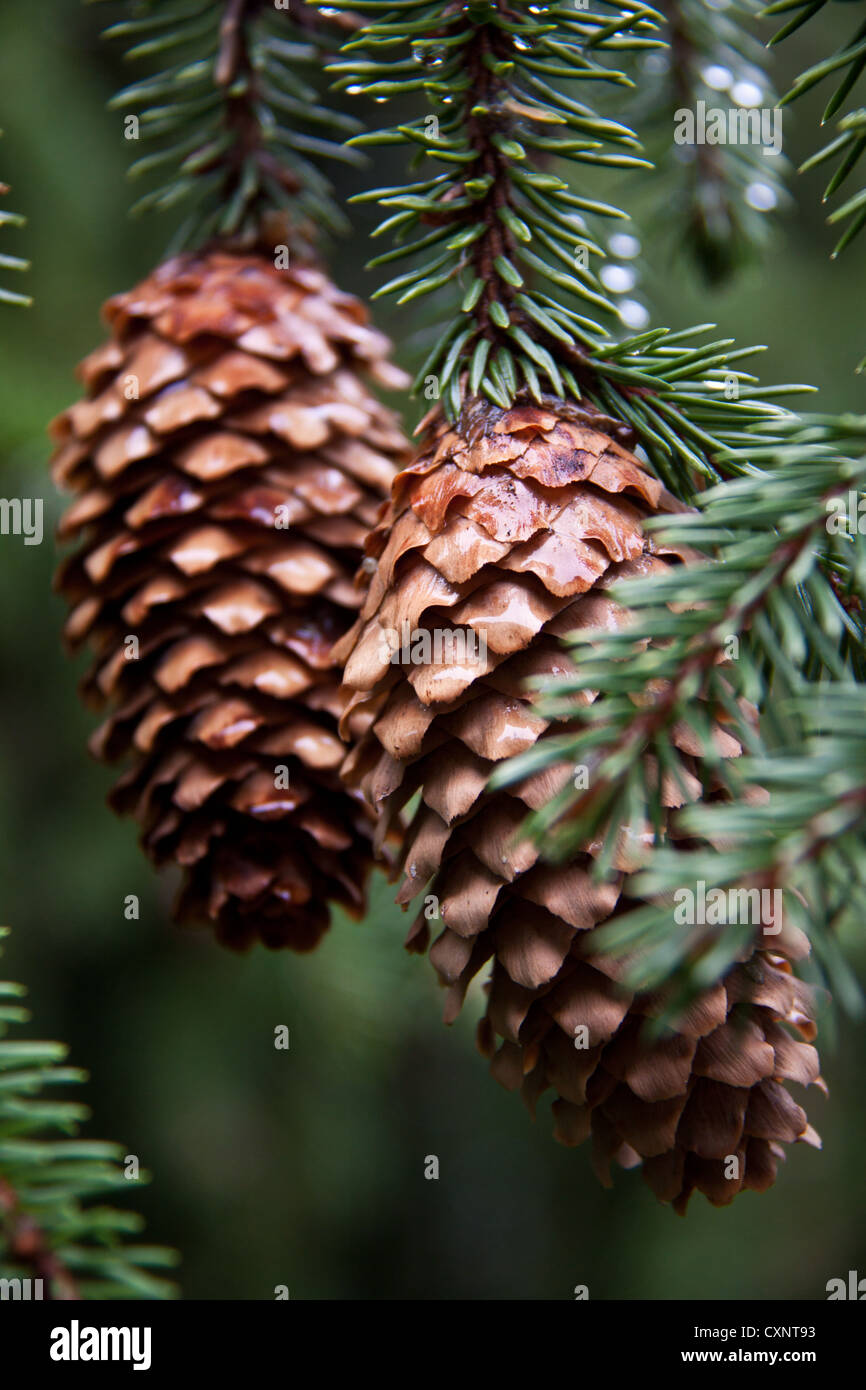 Two Pine tree cones and leafs Stock Photo - Alamy
