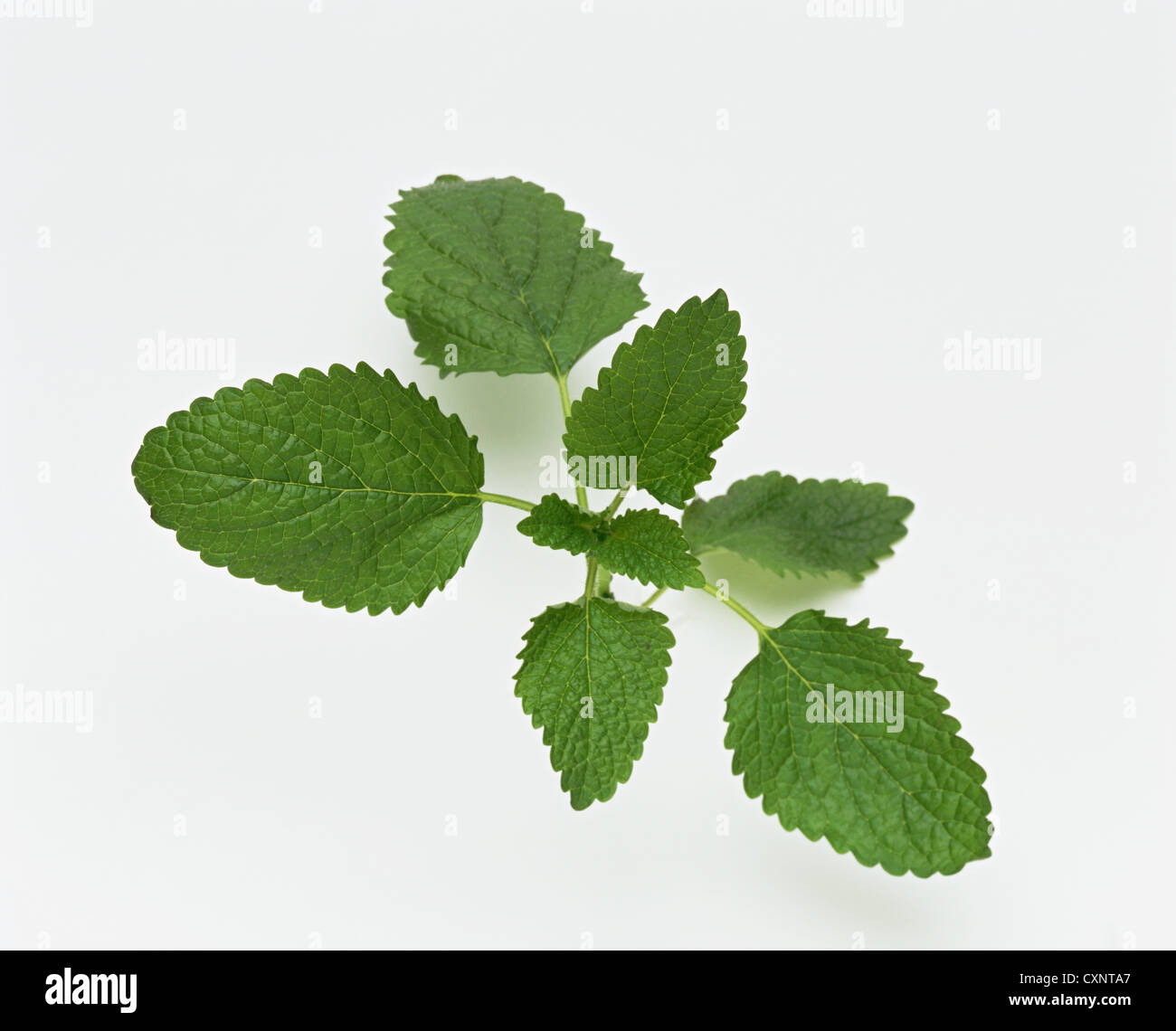 Lemon balm hi-res stock photography and images - Alamy