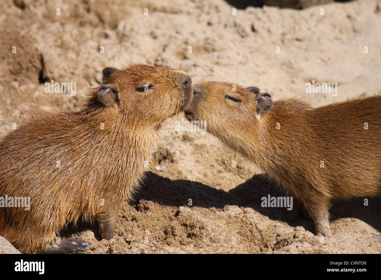 Kiss smooch hi-res stock photography and images - Alamy