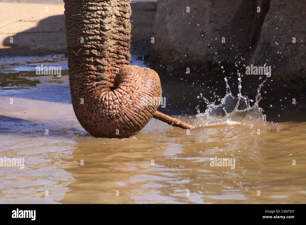 Elephant with stick hi-res stock photography and images - Alamy