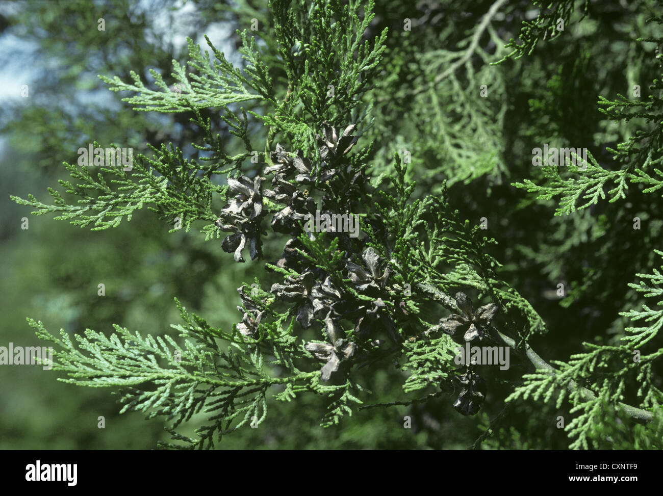 Northern white cedar hi-res stock photography and images - Alamy