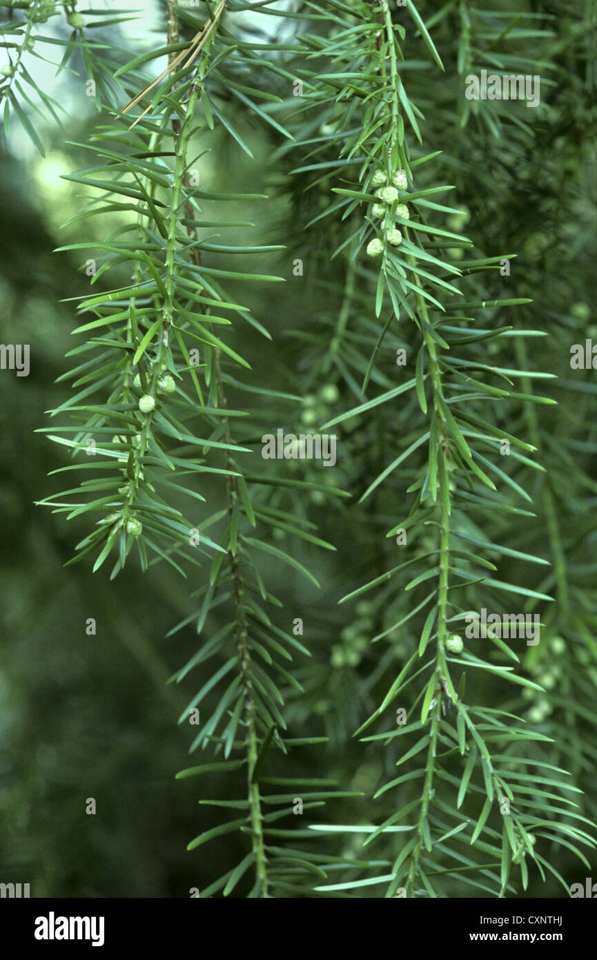 California Nutmeg Torreya californica Stock Photo - Alamy