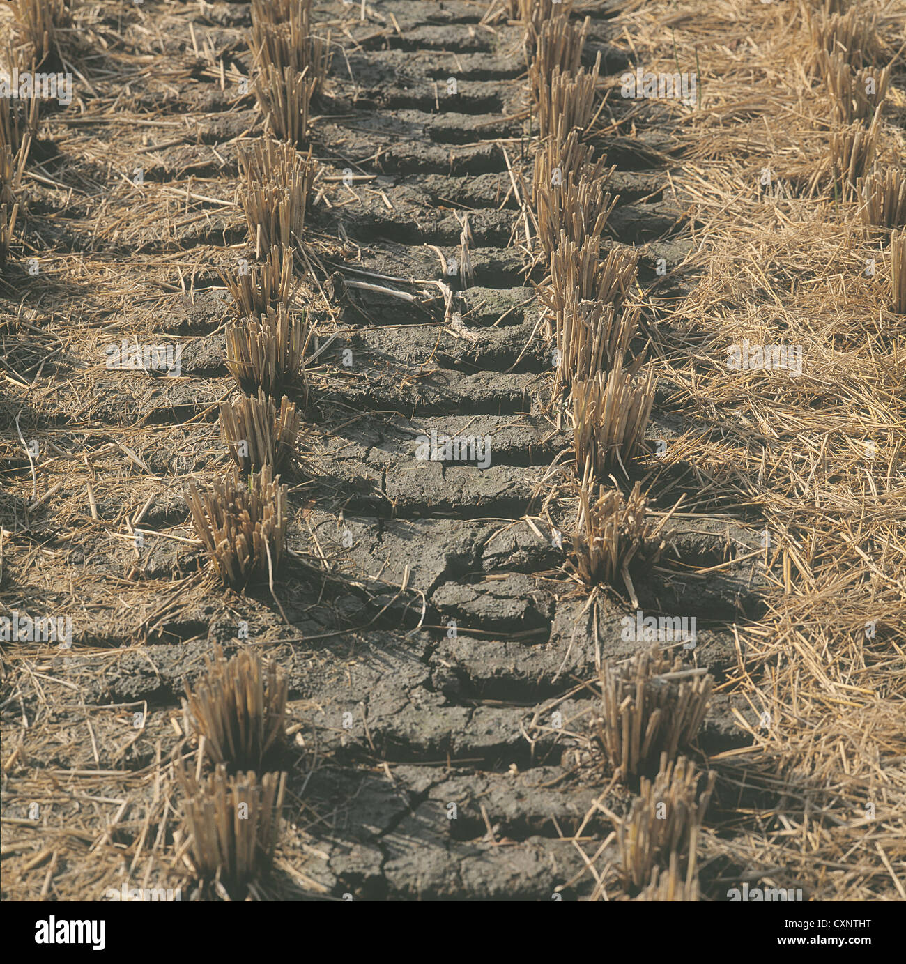 The rice harvest hi-res stock photography and images - Alamy
