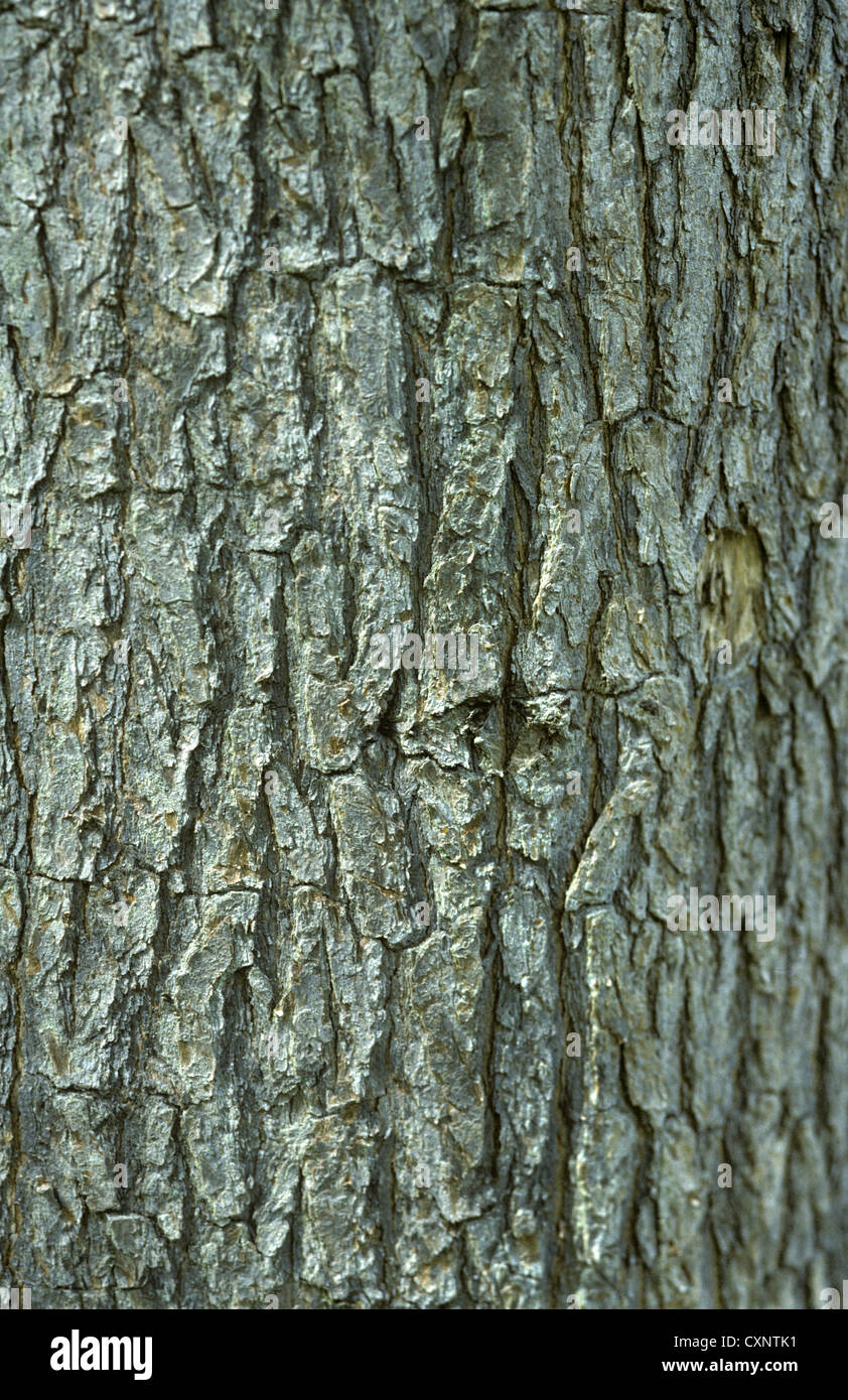 California Nutmeg Torreya californica Stock Photo - Alamy