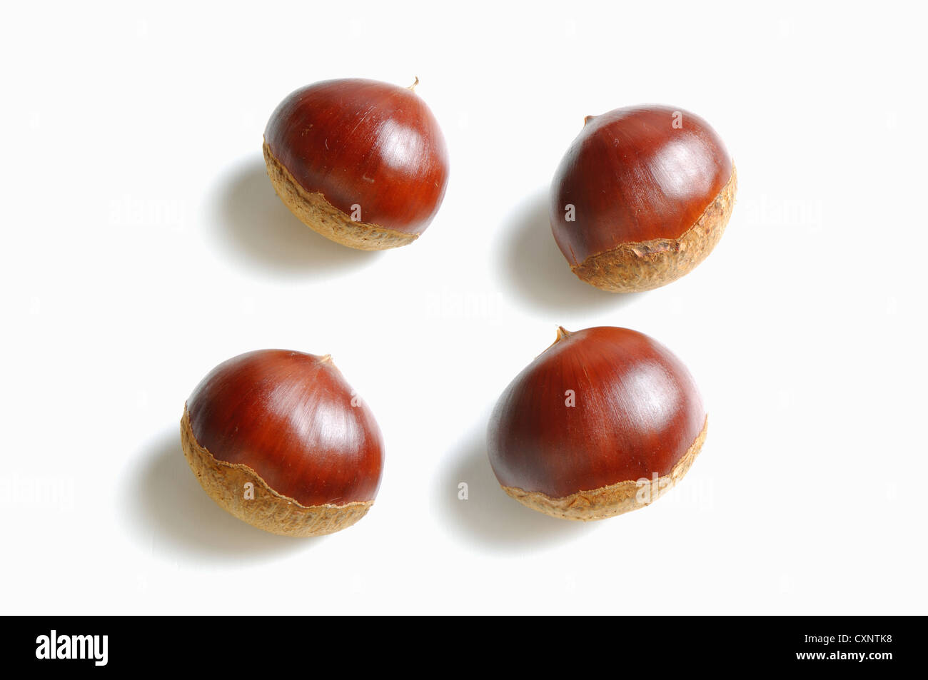 Chestnut hi-res stock photography and images - Alamy