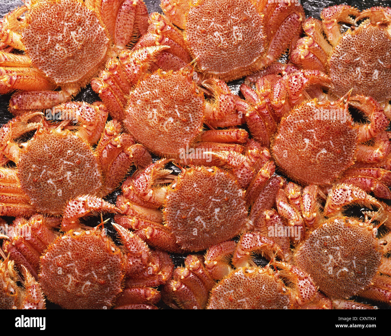 Crab shot hi-res stock photography and images - Alamy