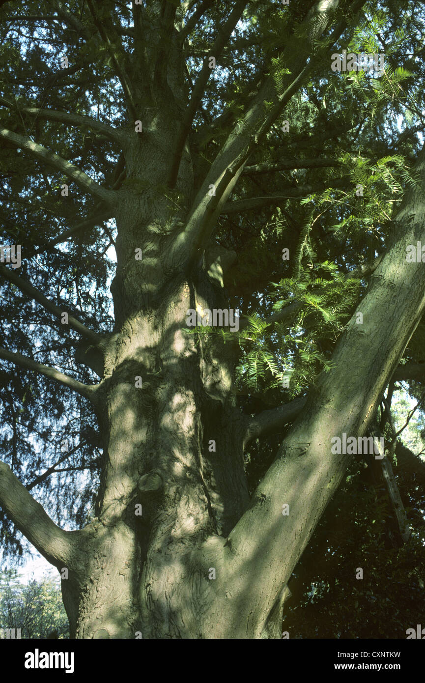 California nutmeg tree torreya californica hi-res stock photography and ...