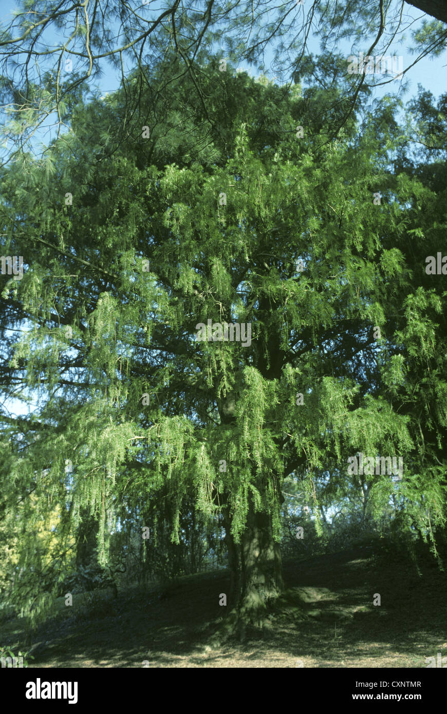 California Nutmeg Torreya californica Stock Photo - Alamy