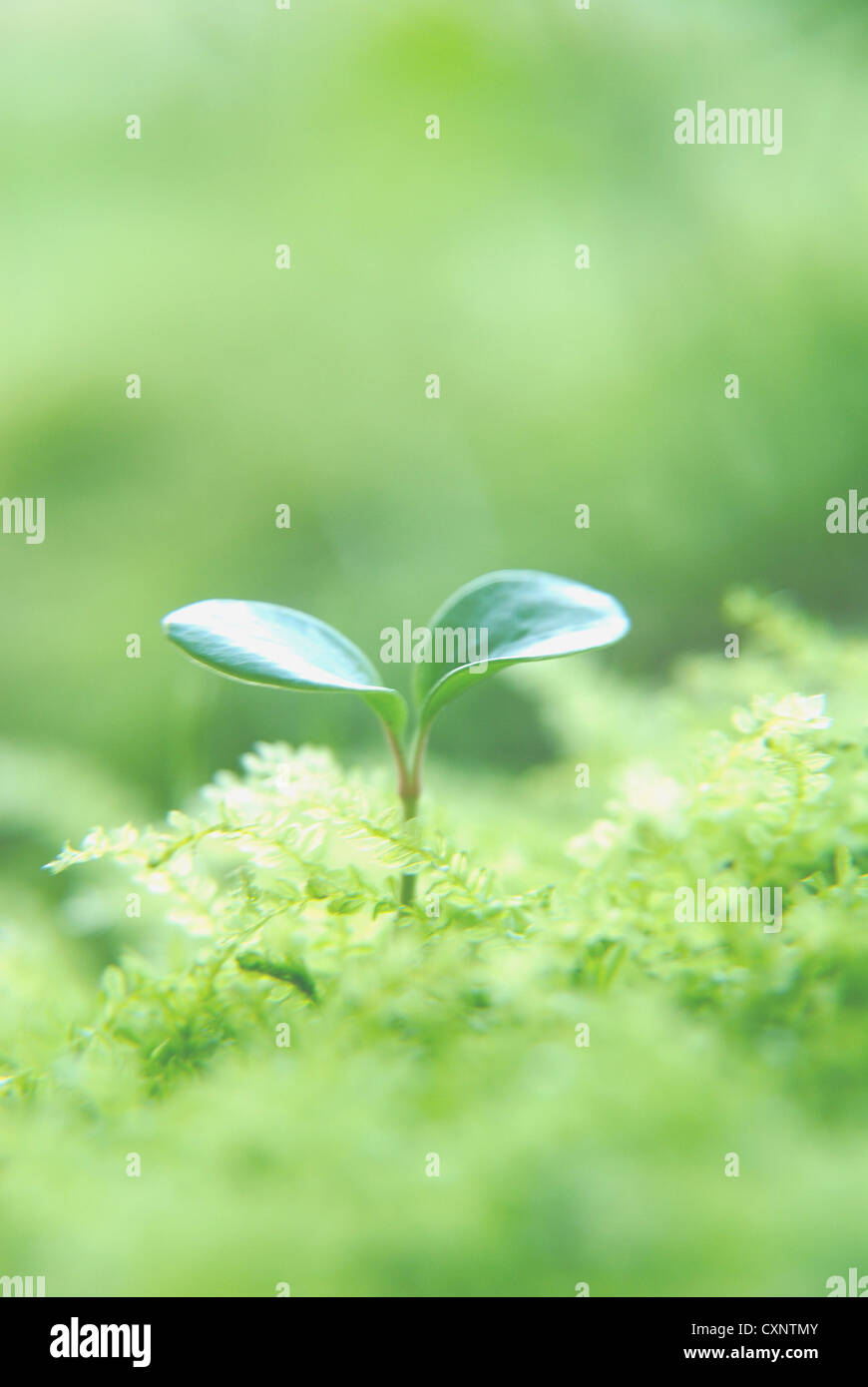 New growth hi-res stock photography and images - Alamy