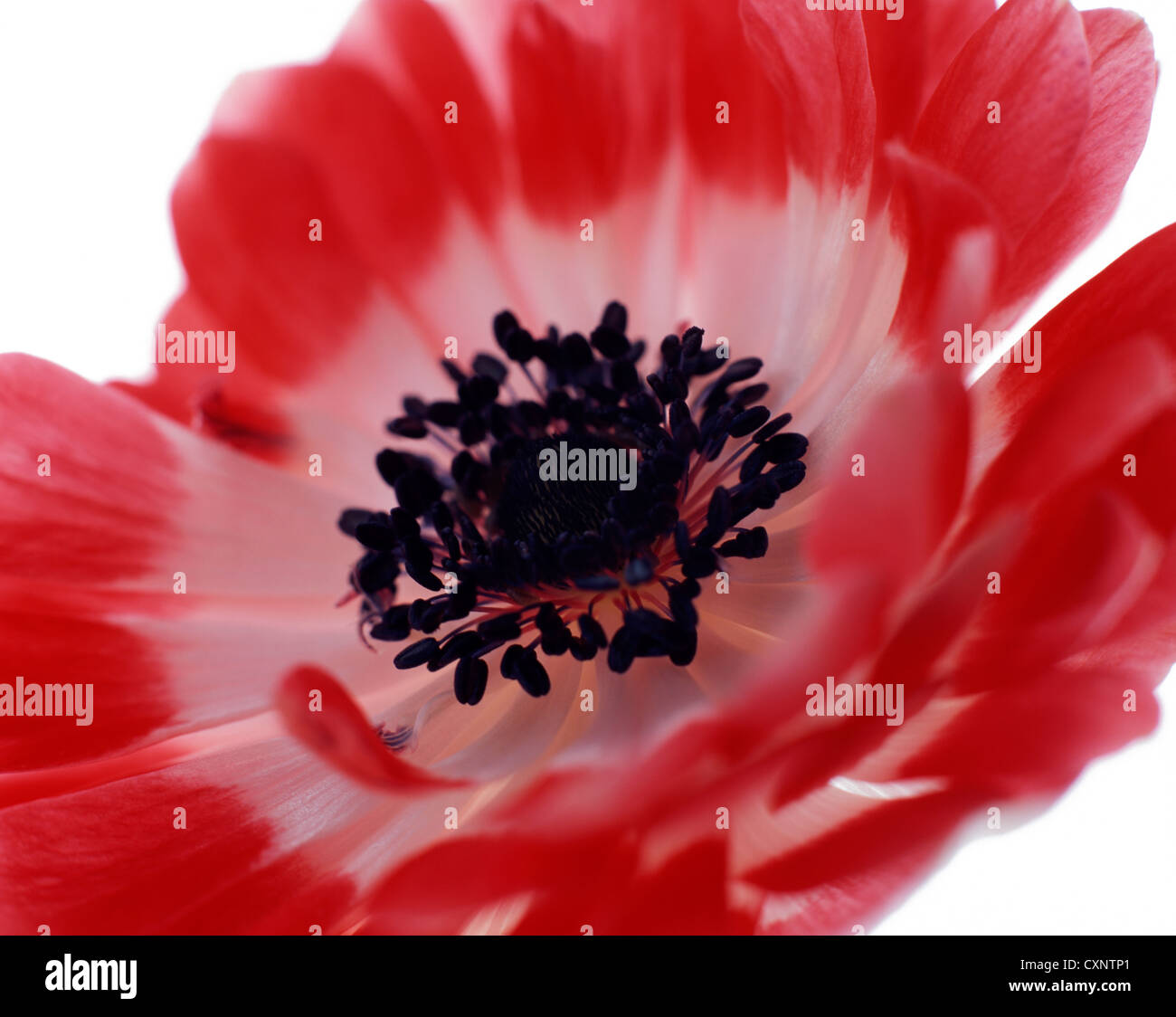 Studio shot of pink anemone hi-res stock photography and images - Alamy