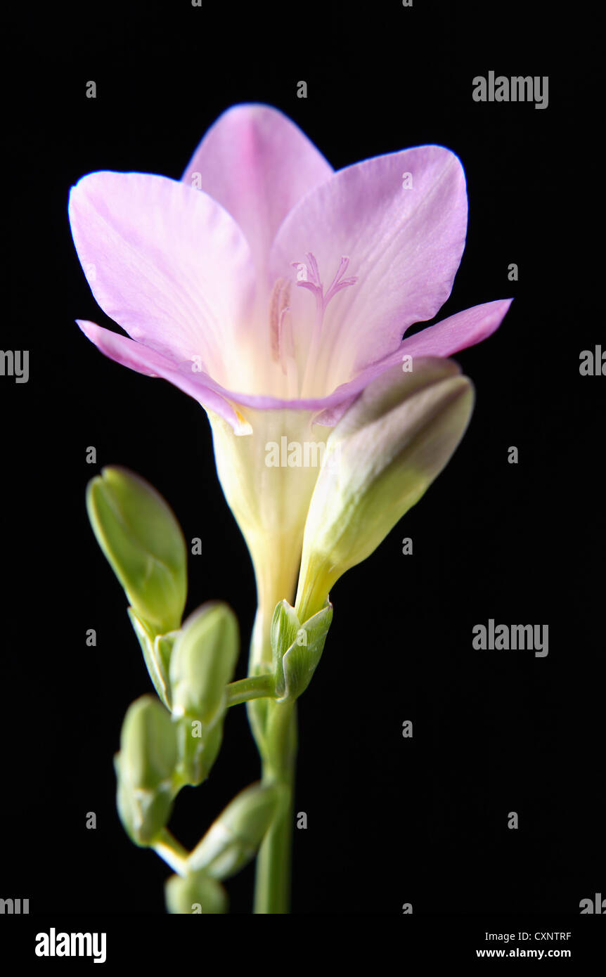 Freesia plant hi-res stock photography and images - Alamy