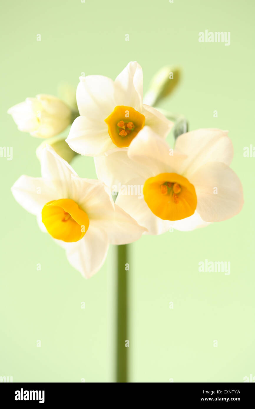 One flower white narcissus orange hi-res stock photography and images ...