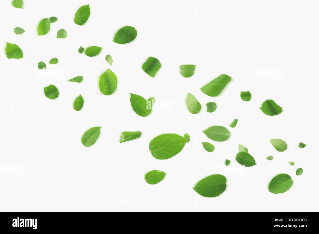 Floating Leaves On White Background Stock Photo - Alamy