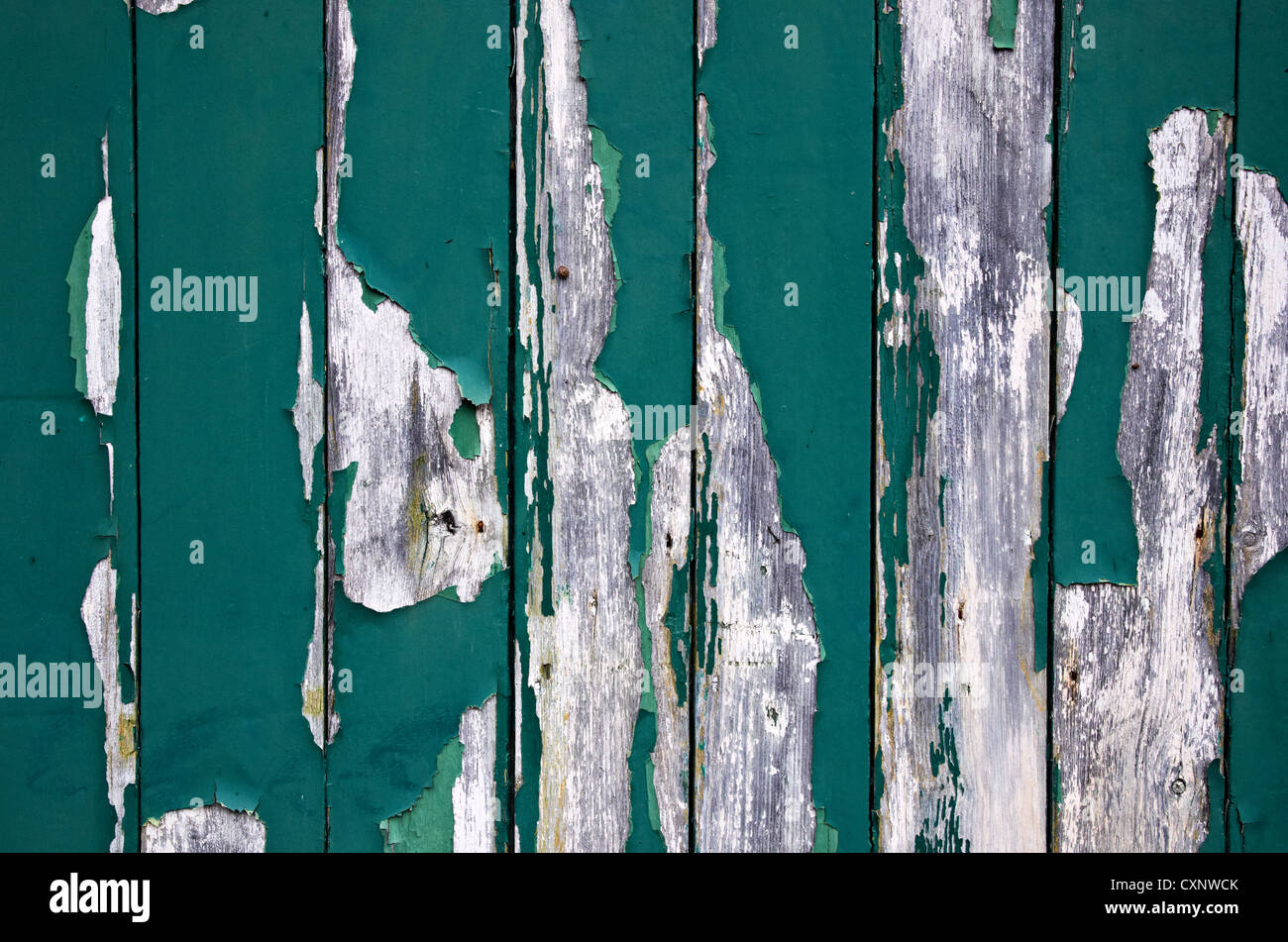 Flaking green paint on an old factory door with white undercoat and ...