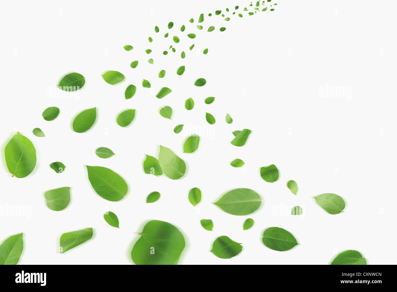 Floating Leaves On White Background Stock Photo - Alamy