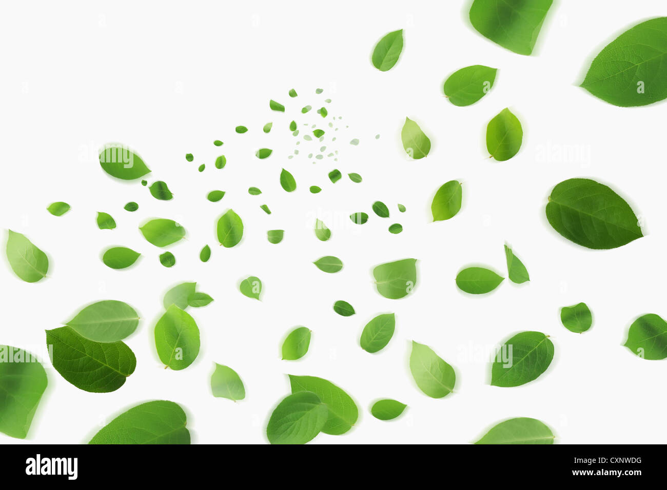 Floating Leaves On White Background Stock Photo - Alamy