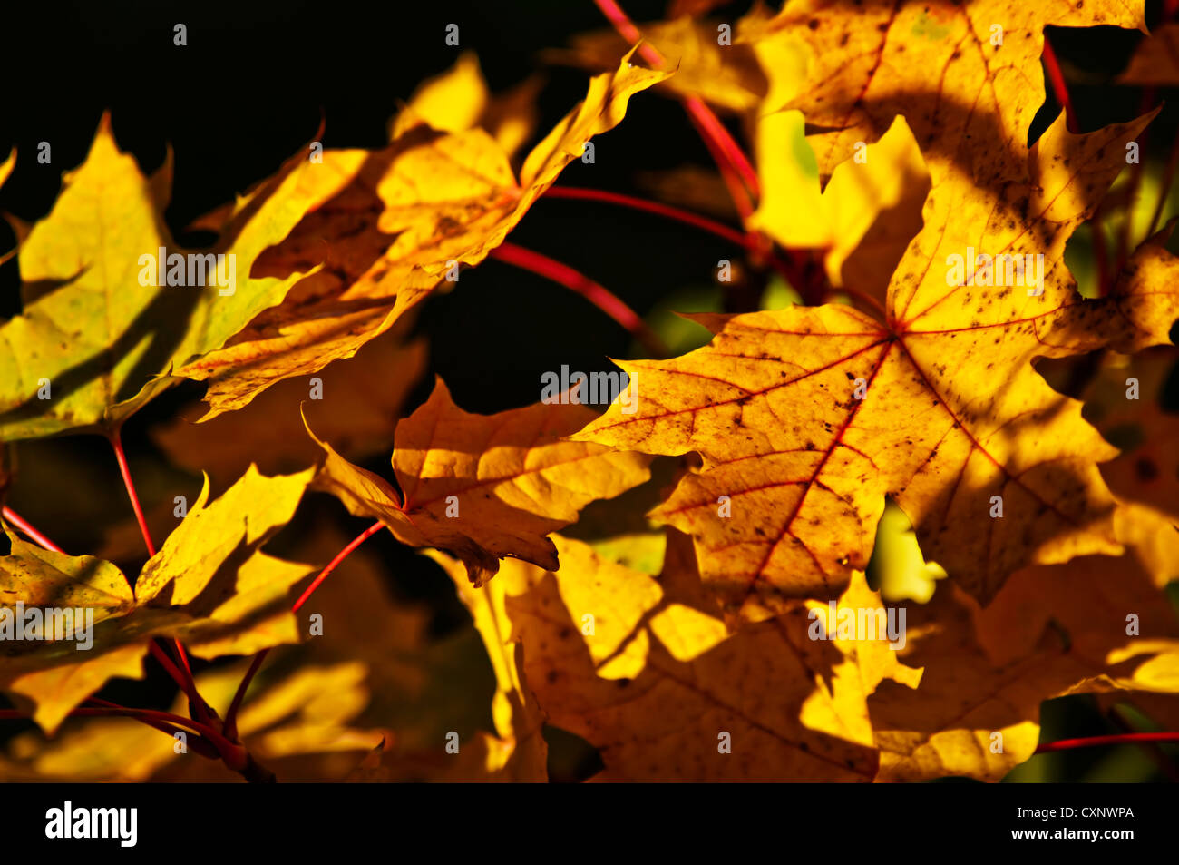 maple leaves in autumn Stock Photo - Alamy