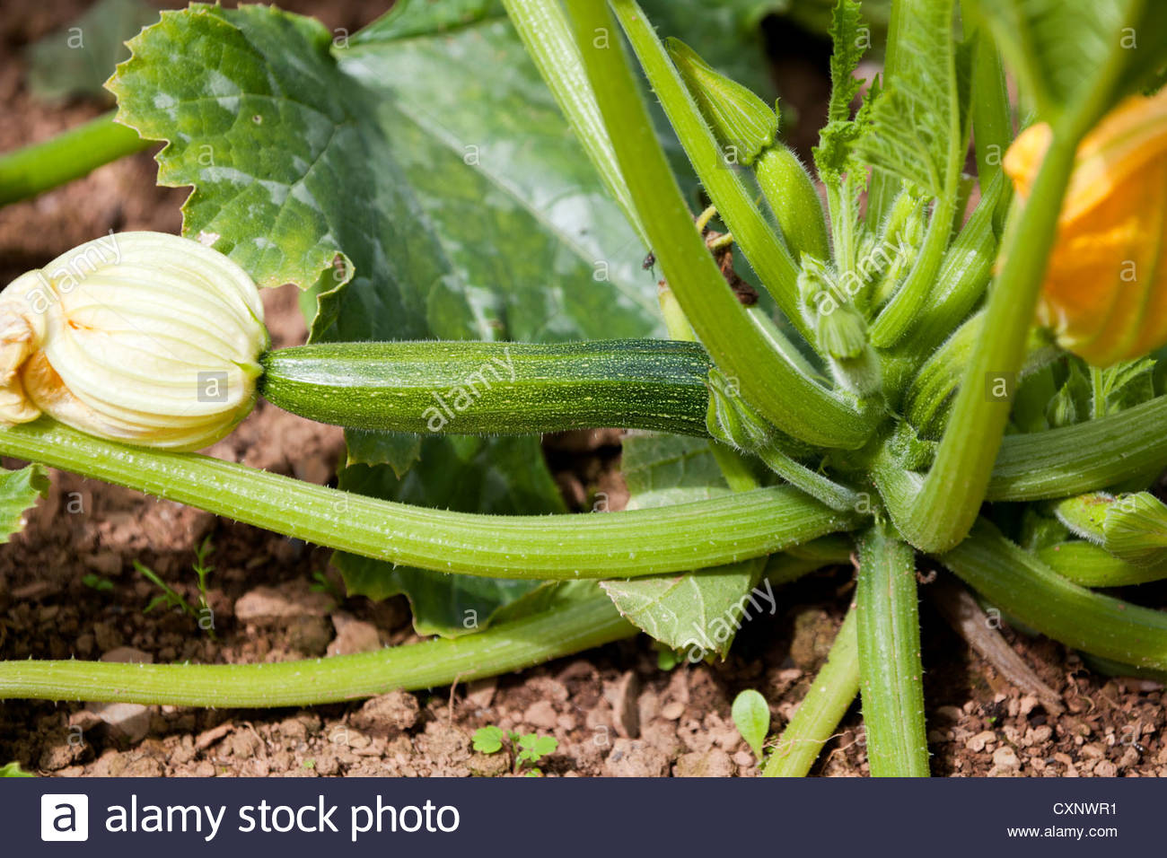 Growing Courgettes High Resolution Stock Photography and Images - Alamy