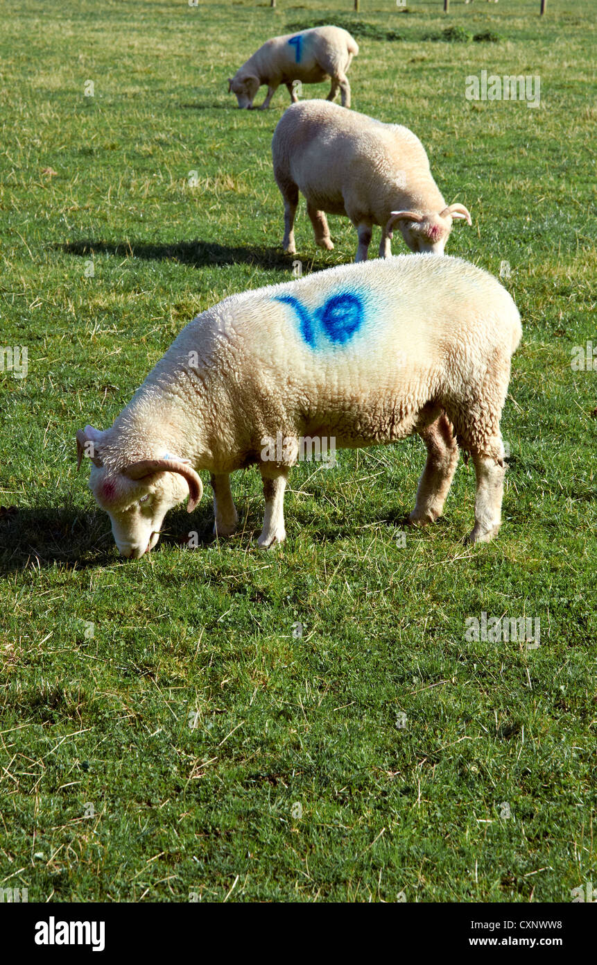 Lamb identification numbers hi-res stock photography and images - Alamy