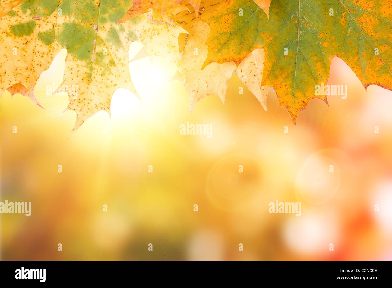 Real leave hi-res stock photography and images - Alamy