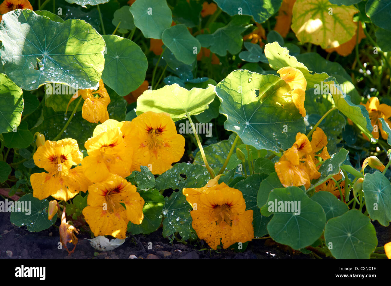 Yellowing grass hi-res stock photography and images - Alamy