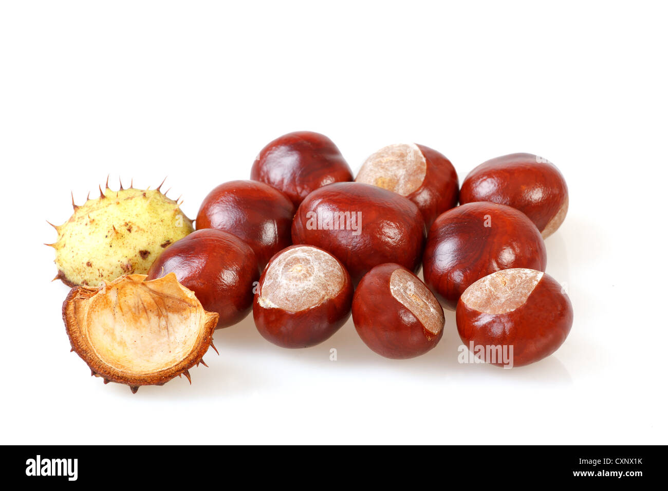group of chestnut with crust on a white background Stock Photo - Alamy