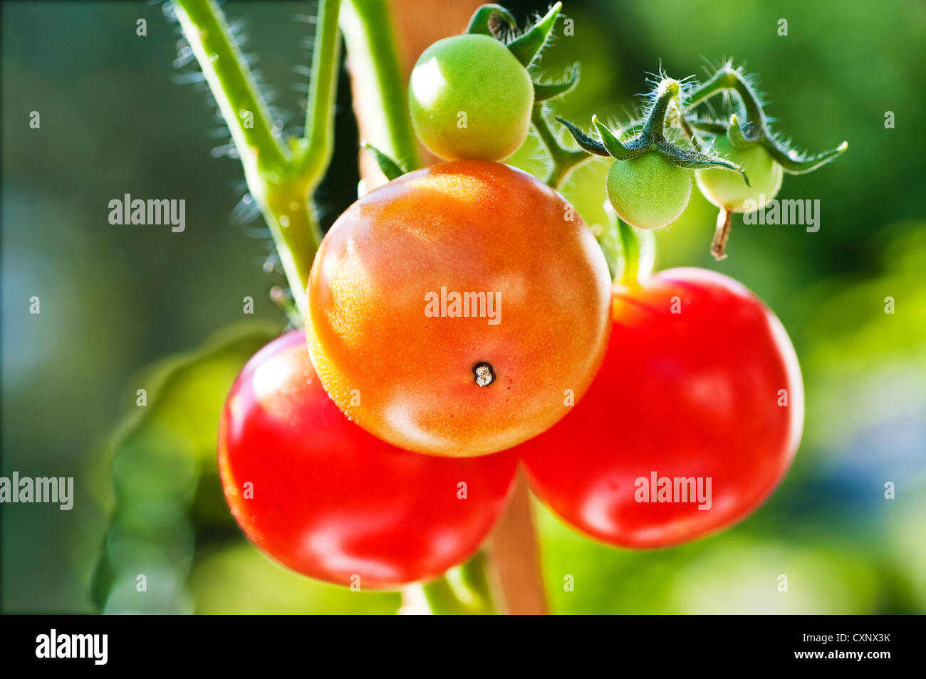 ripe tomatoes at a plant Stock Photo - Alamy
