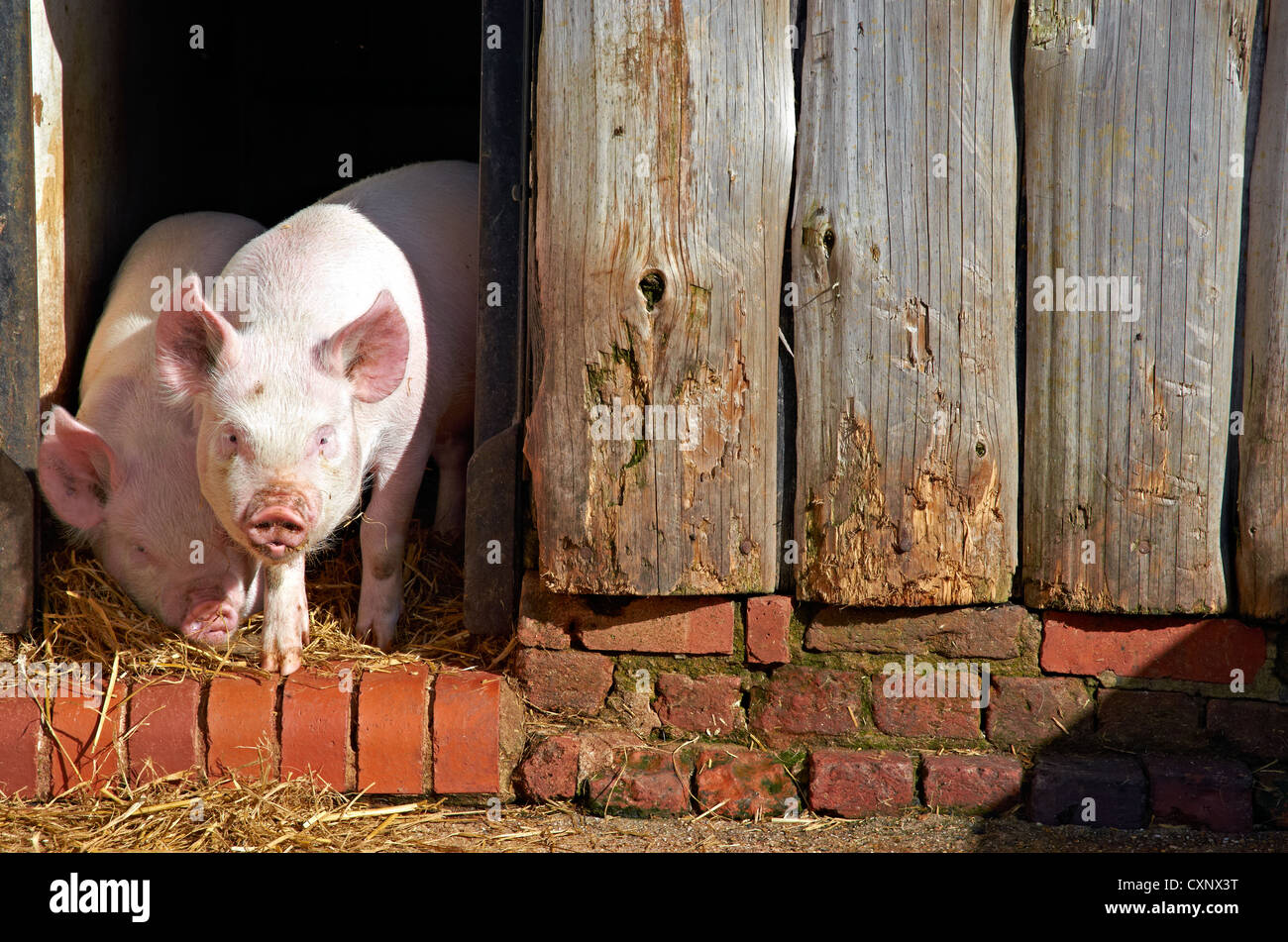 Pig sty hi-res stock photography and images - Alamy