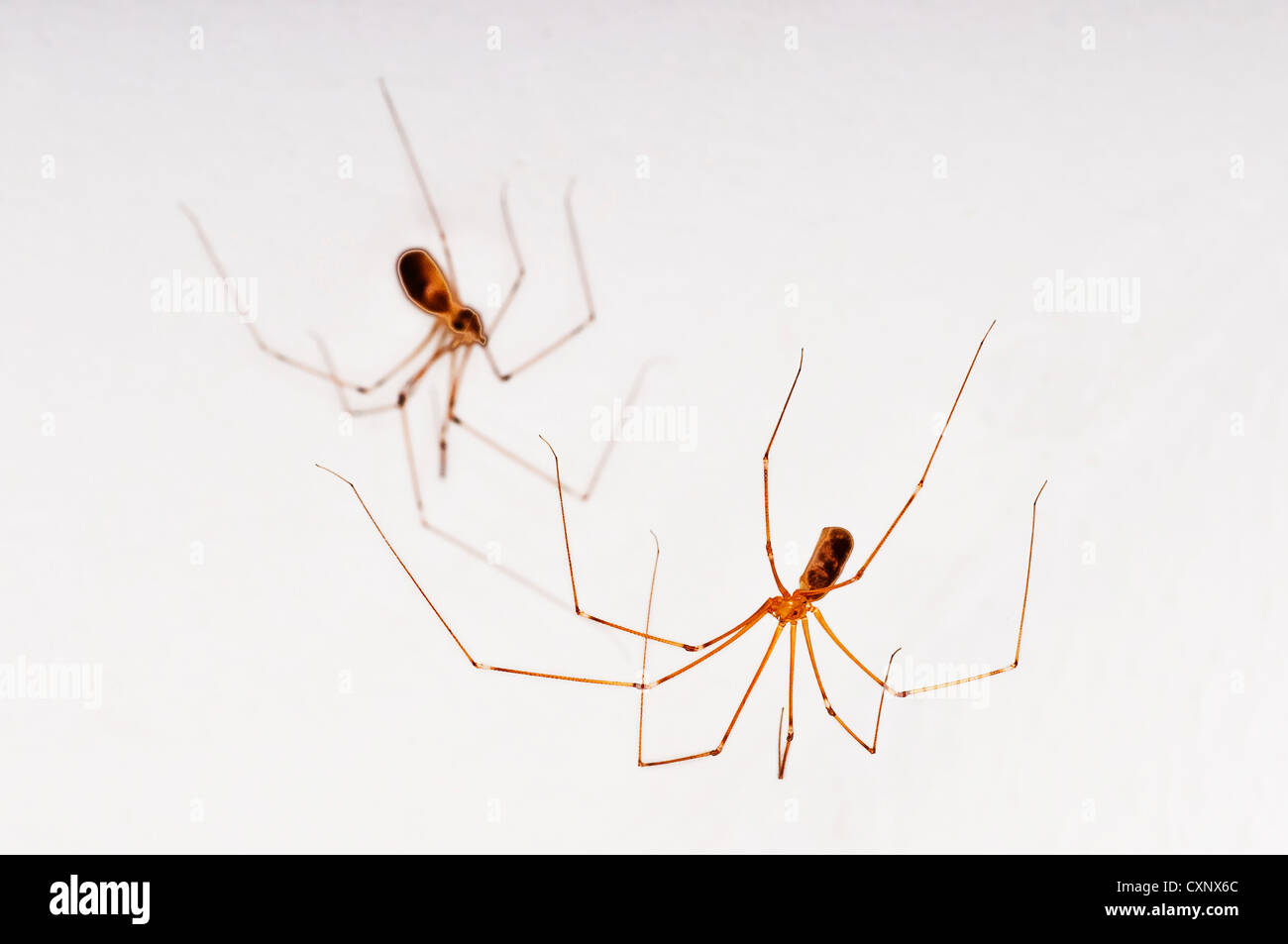 Harvestman spider hi-res stock photography and images - Alamy
